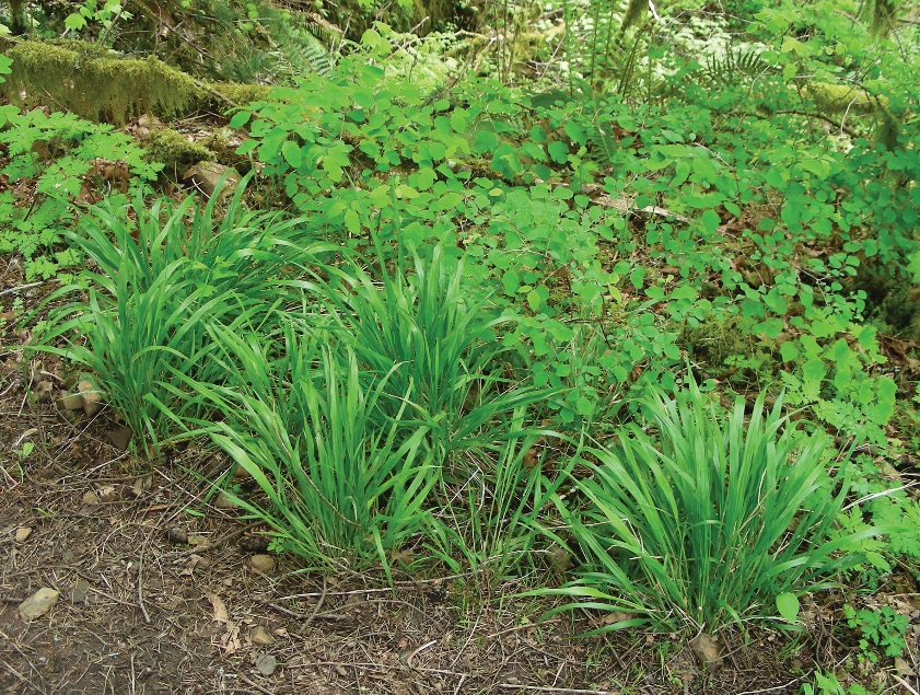 False Brome | Columbia Gorge