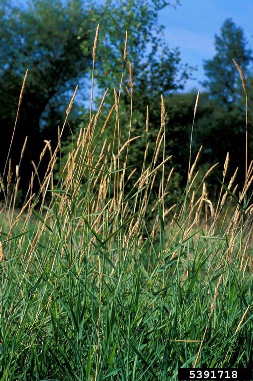 Reed Canary Grass Identification E Flora BC: Electronic Atlas Of The