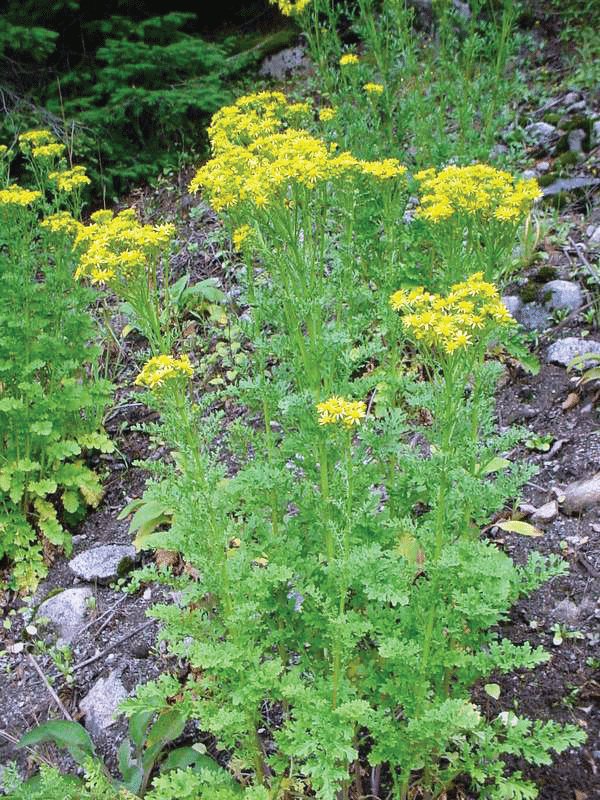 Tansy Ragwort | Columbia Gorge